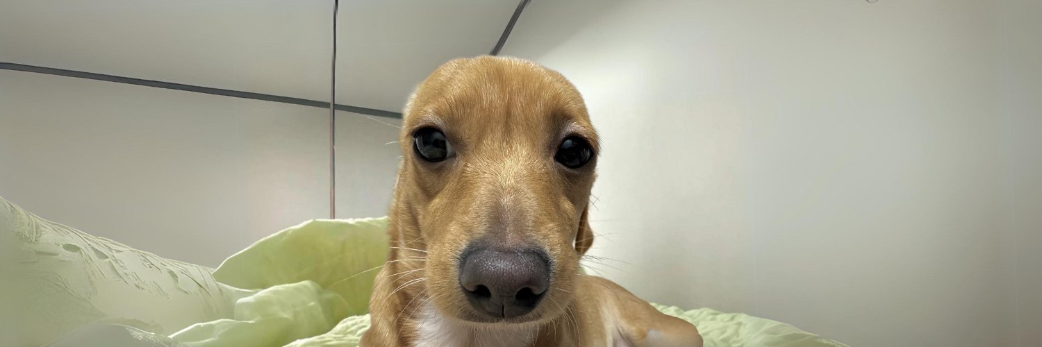 Old Billy - $BILL CTO